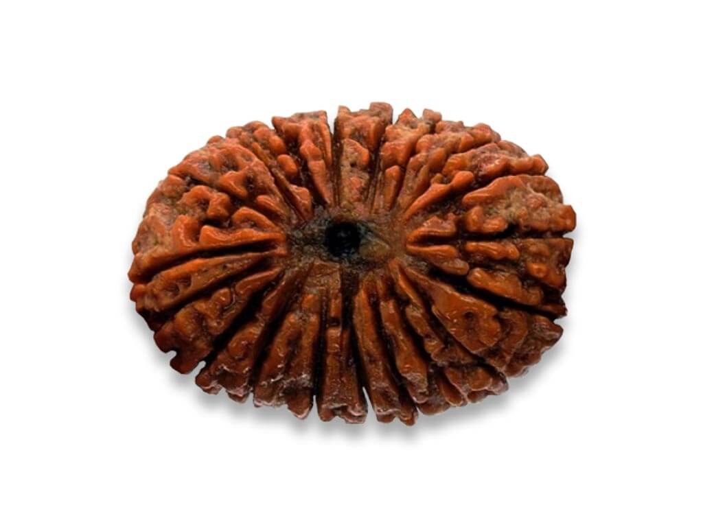 19 Mukhi Rudraksha Buy 100% Original 19 Mukhi Rudraksha With Lab Certified